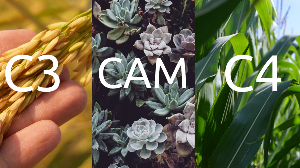 C3 C4 And CAM Photosynthesis Difference Explained 